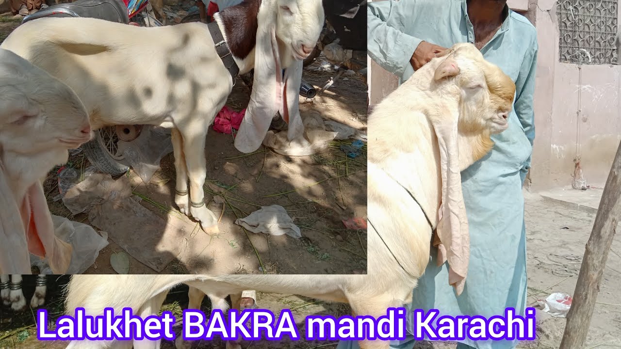 4 TAN WALI BAKRI 3 BACCHON WALI BAKRI 2BAKRI 70000 KI LALUKHET BAKRA ...