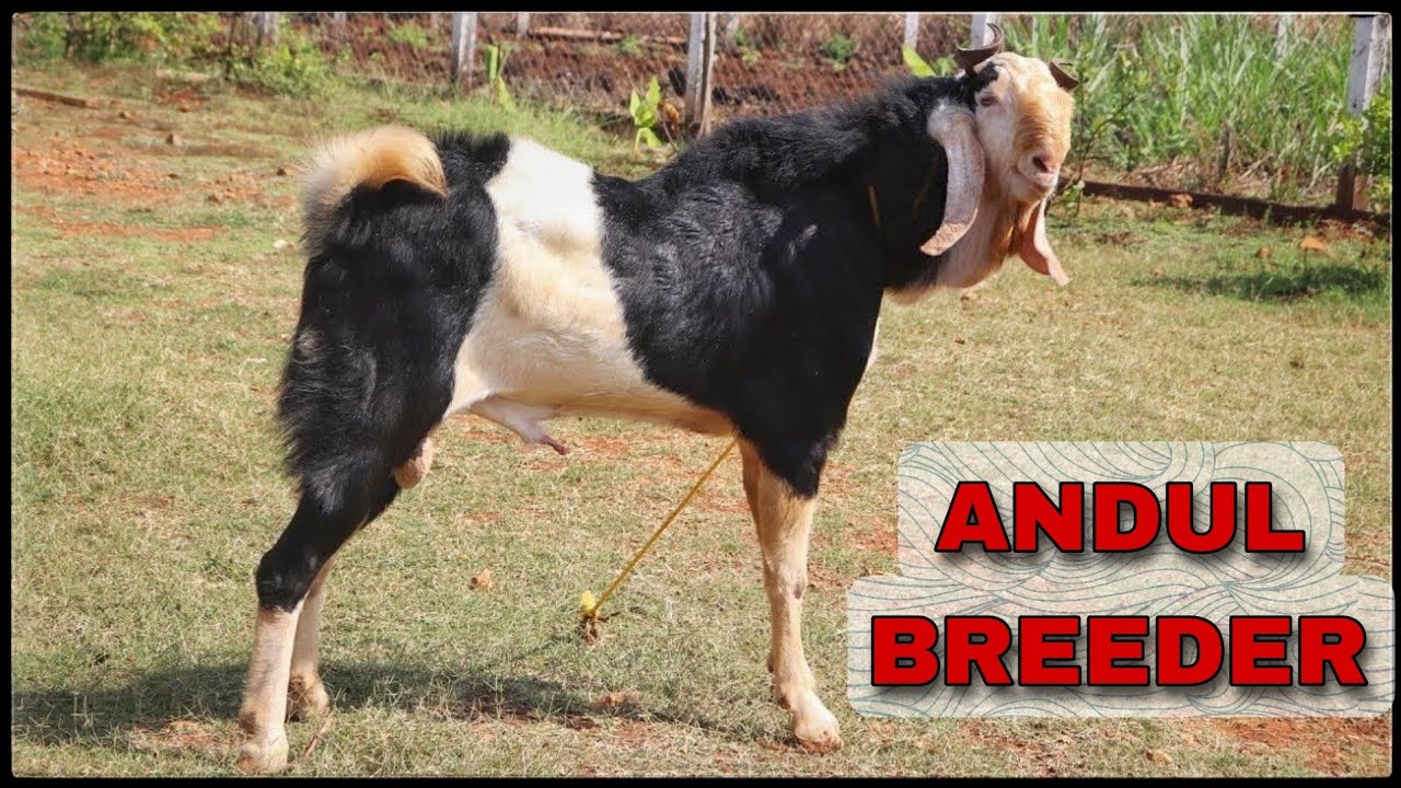 ANDUL BREEDERS OF AL HAYAT GOAT FARM - YouTube