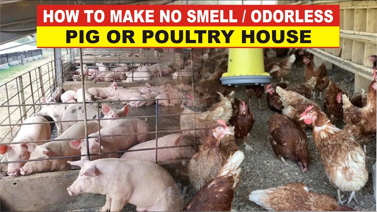 HOW TO MAKE NO SMELL - ODORLESS PIG OR POULTRY HOUSE - YouTube