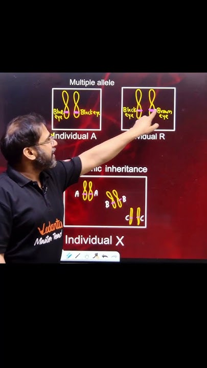 Multiple Alleles vs. Polygenic Inheritance #neet - YouTube