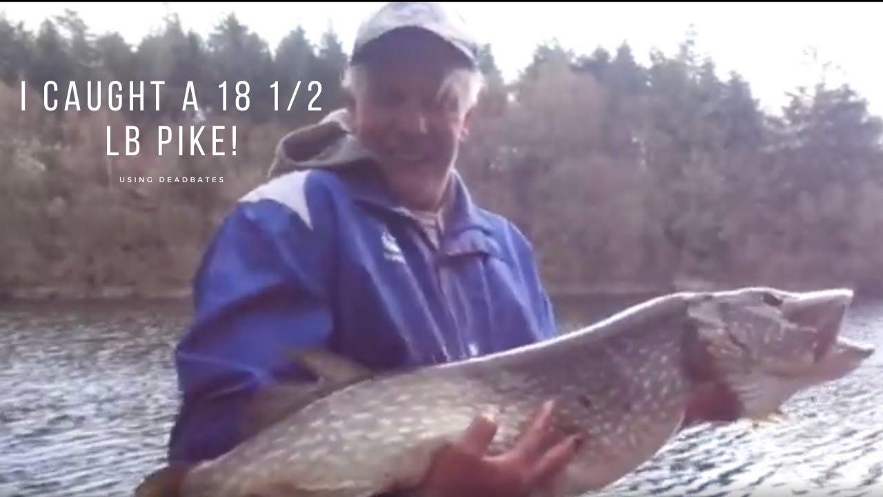 Catching A 18 1 2 Lb Pike And Making A Ledger Rig I Divvy In The Bivvy YouTube Catching A 18 1 2 Lb Pike And Making A Ledger Rig I Divvy In The Bivvy YouTube