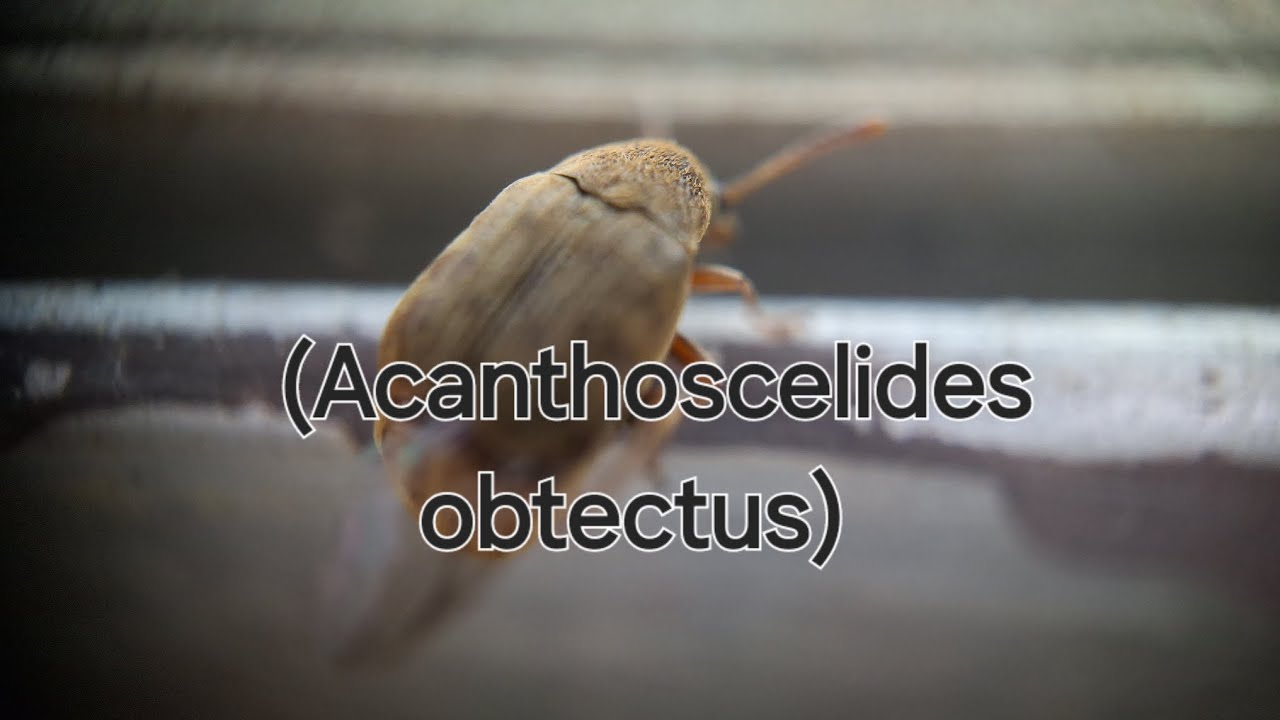 (Acanthoscelides obtectus) #Acanthoscelidesobtectus #like #macrovideography #macro #follow # ...