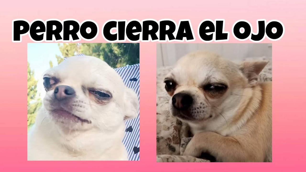 ¿Por qué se le cierra un ojo a mi perro? - YouTube