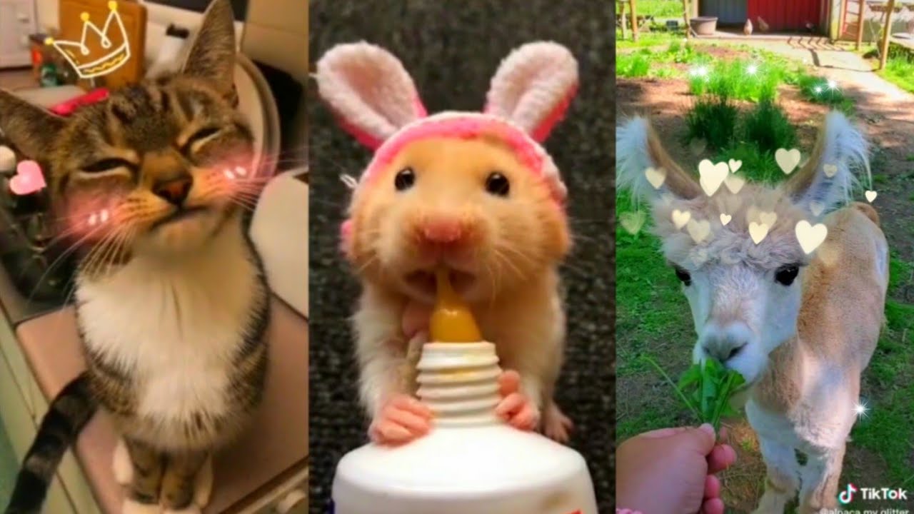 animal ASMR satisfying & relaxing (so cuteee☺😻) -ASMR mukbang videos ...