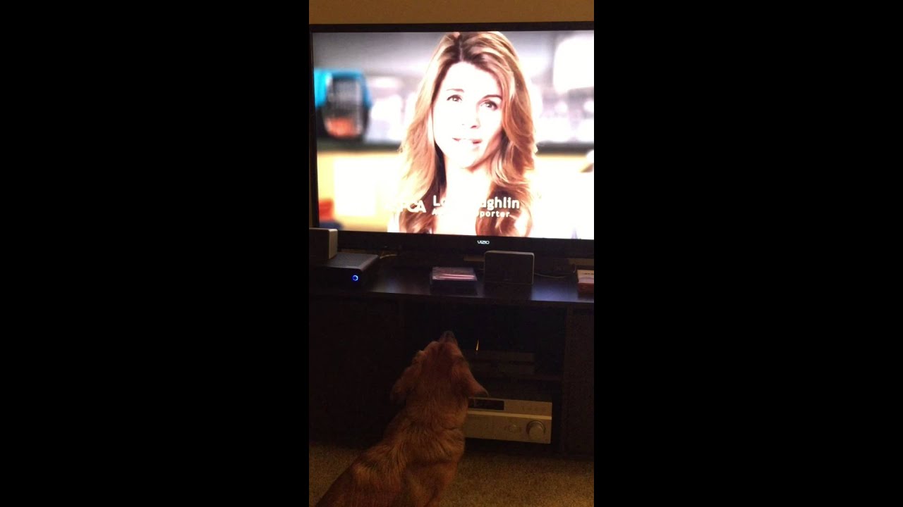 Sad dog Sad commercial - YouTube