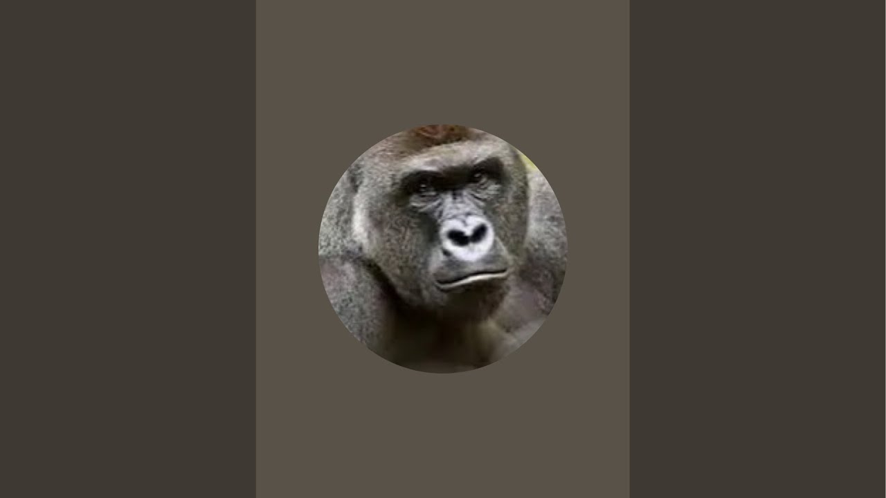 HARAMBE playing Minecraft and Fortnite live - YouTube
