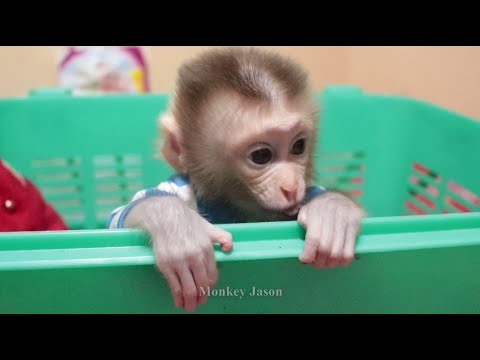 Most Adorable Babies, Sister Satya Take Care Comfort Monkey Jason ...