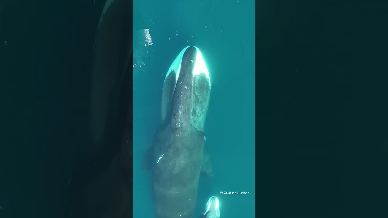 Een Groenlandse walvis met haar kalf! 🥹 #whalewatching #beonewithnature ...