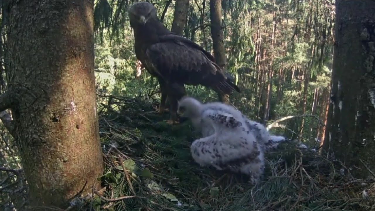 Eagle Dad brings another breakfast for eaglet | Mazais ērglis | Lesser ...