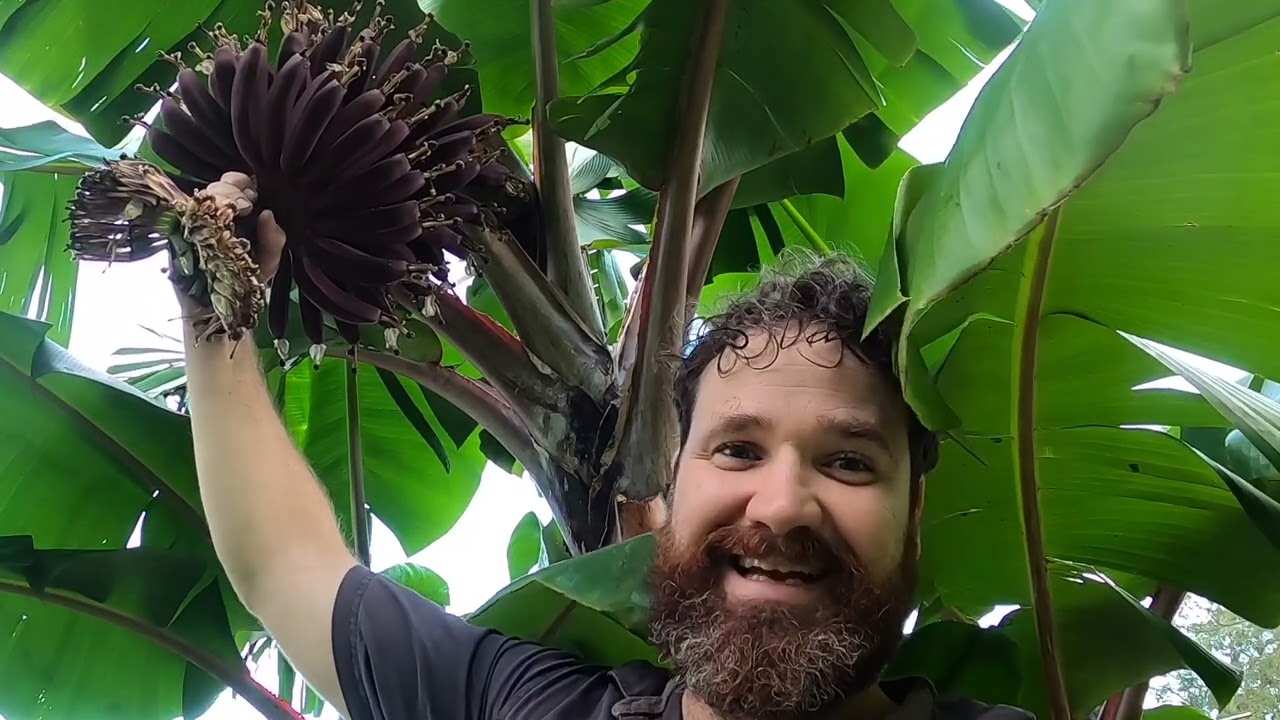 How to Grow Red Bananas! Plant Profile - Dwarf Red Dacca - YouTube