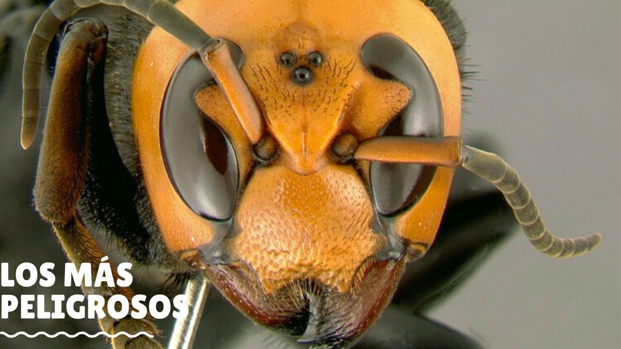 🗺 TOP 5 INSECTOS más PELIGROSOS del MUNDO - YouTube