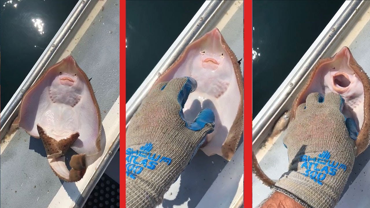 Tickling a Stingray Is The Most ADORABLE Thing in the WORLD!! 🥺#Shorts ...