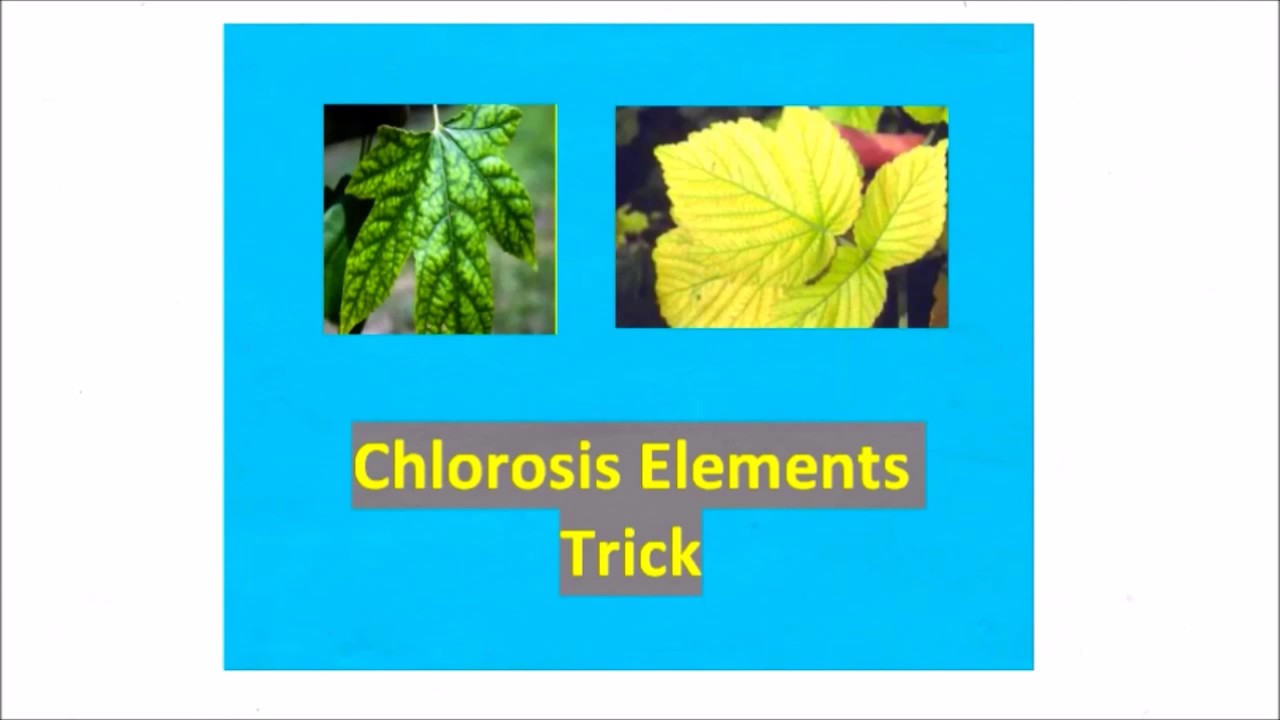 Chlorosis due to element deficiency - YouTube