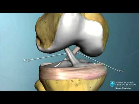 vidéo anatomie fonctionnelle du genou - YouTube