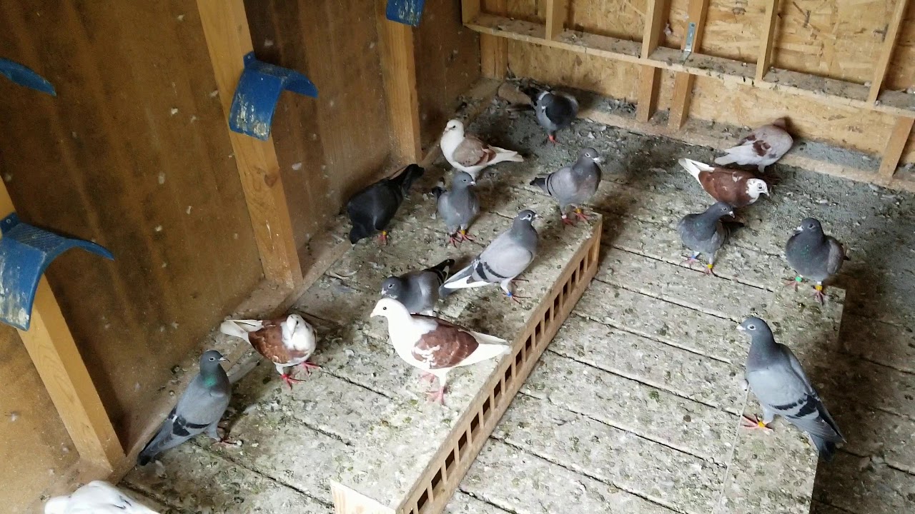 Overview Of My First Full Year Owning Pigeons - YouTube