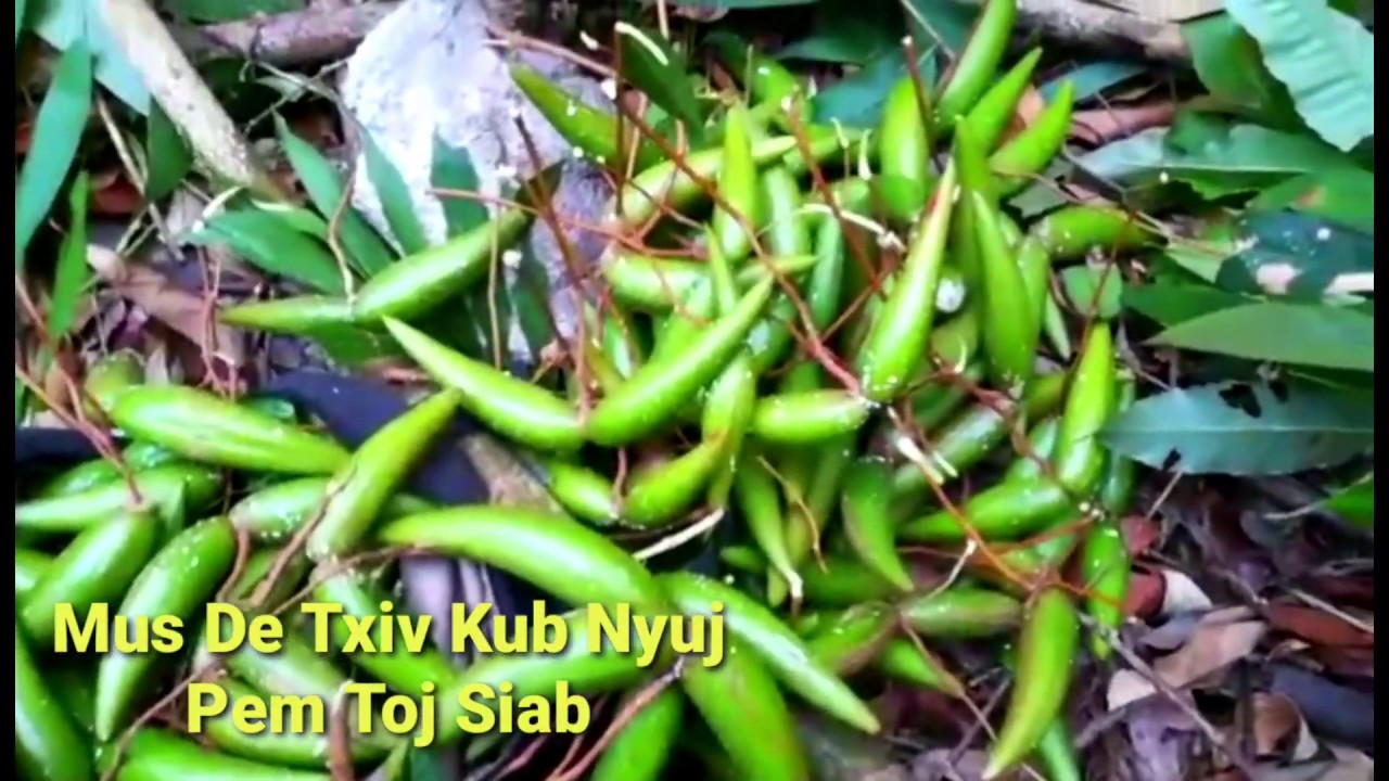 Picking Sour Bulls Horn Fruits ( txiv kub nyuj ) The Forest 13/10/2019 ...