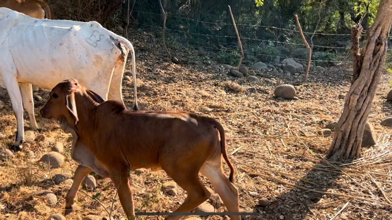 torete Gyr mira cómo está ya de grande - YouTube
