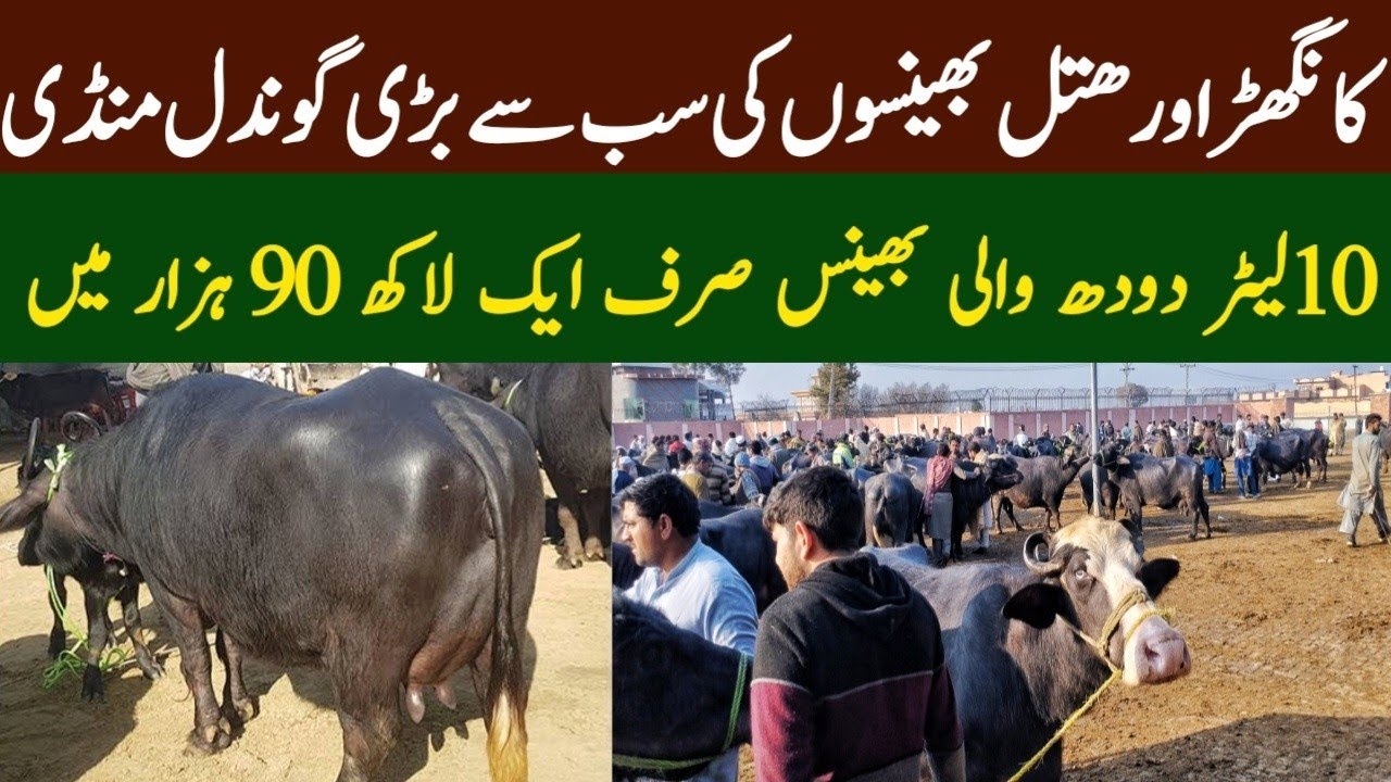 Gondal Mandi latest update! Low and high Mix Prices Milking Buffaloes ...