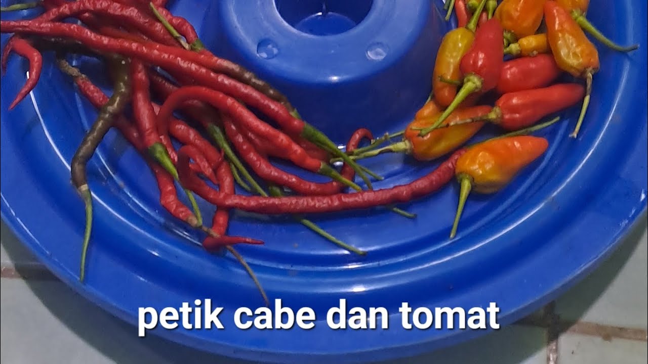 Petik cabe dan tomat di kebun samping rumah - YouTube