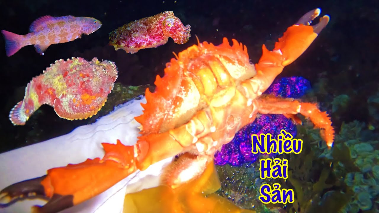 Cá Mặt Quỷ Đắt Giá Cá Mú Mực Nang1 Đêm Đầy Hải Sản Đắt Giá Youtube