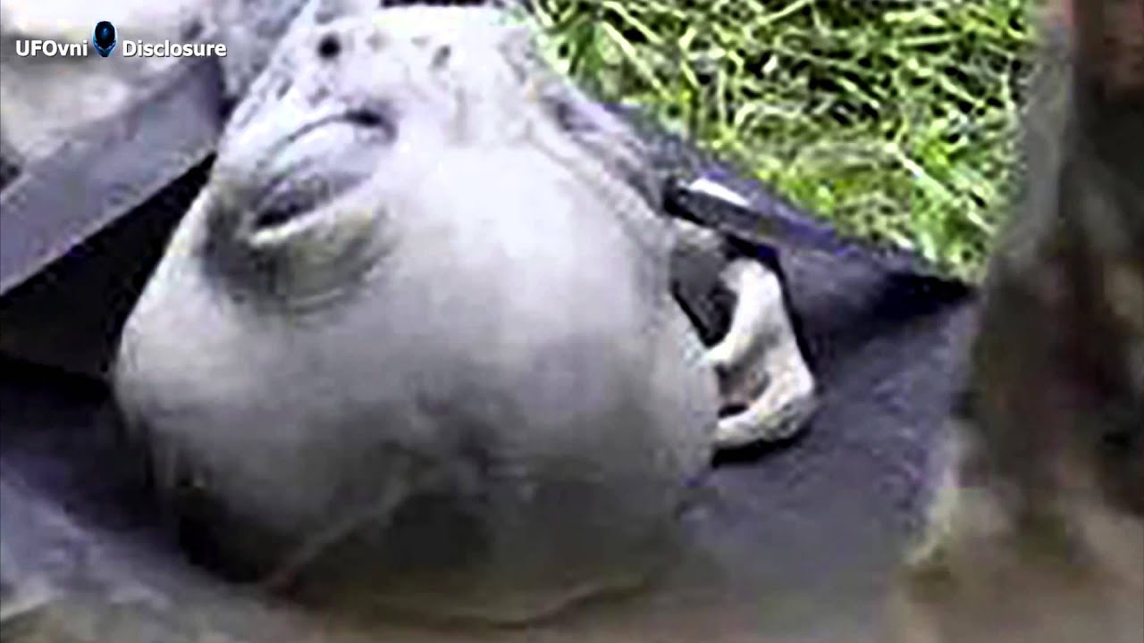 RARE LEAKED ALIEN,UFO FOOTAGE! UFO CRASH - YouTube