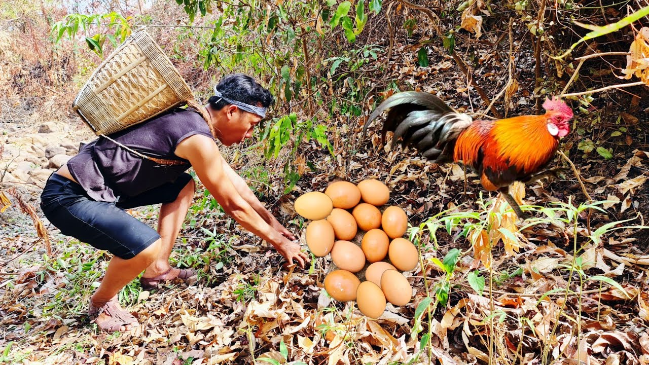 hunt wild chickens during egg-laying season in the wild/episode 21 ...