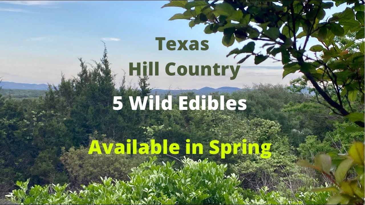 Foraging: 5 Wild Edibles available in Spring in Texas Hill Country ...
