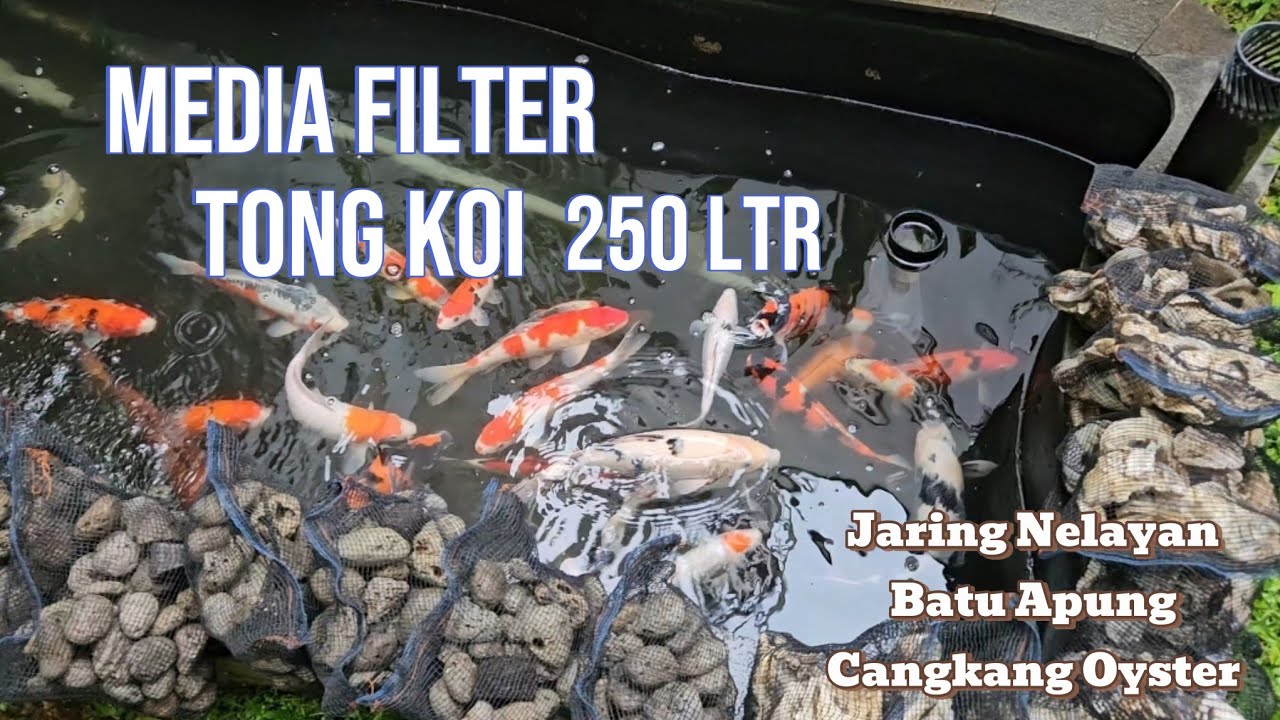 Filter Tong 250 Liter KOI ‼️ - YouTube