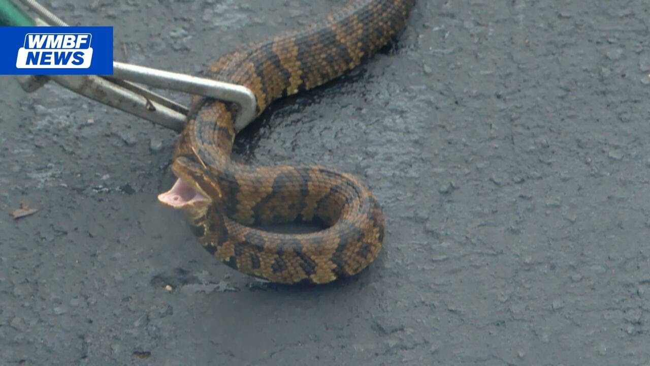 ‘Snakes, baby squirrels, birds’: Grand Strand snake chaser sees ...