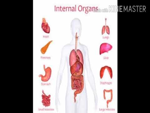 Std 4 ln 1 My body Internal organs - YouTube