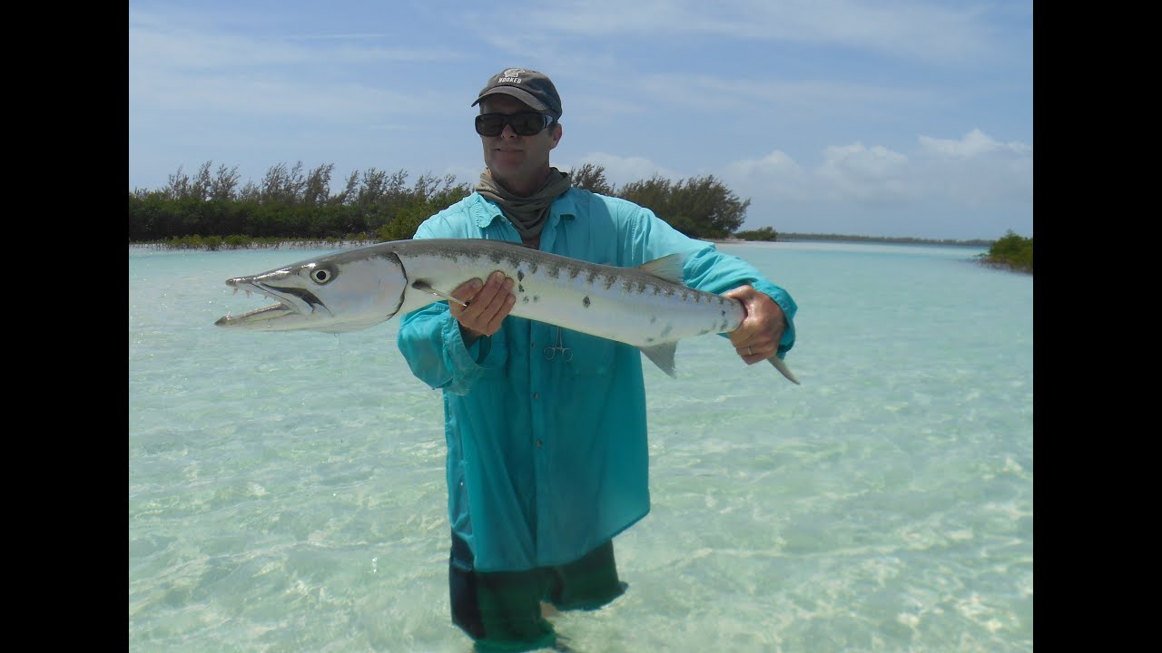abaco bahamas barracuda on a cuda tube 2016 - YouTube