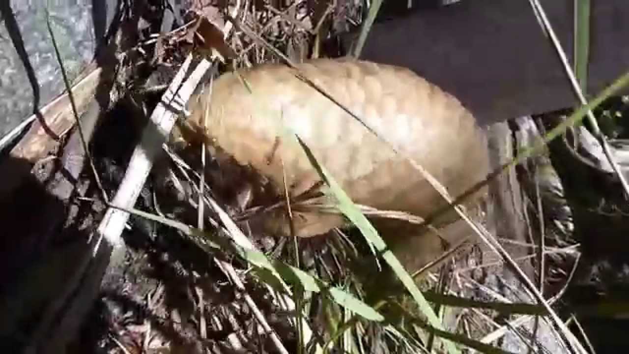 Tree Pangolin Eating Ants - YouTube
