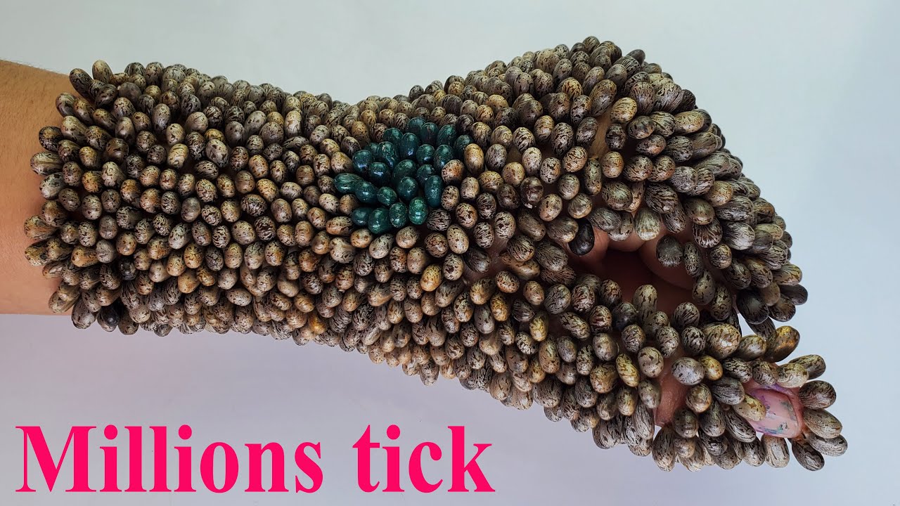 Girl hands full of ticks made by Cereals #022 - YouTube