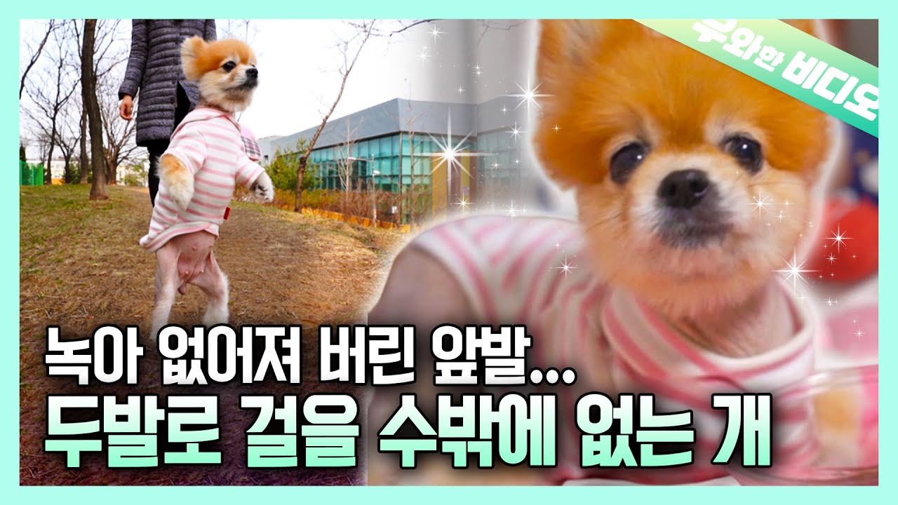두발로 걸을 수밖에 없는 강아지, 쪼꼬의 기적과 같은 사연┃A Miracle-like Story of Choco, a Dog ...
