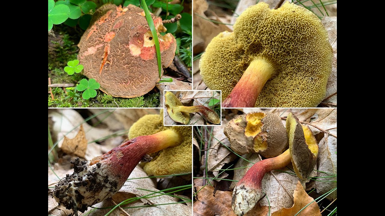 Pilzportrait - Echter Rotfußröhrling, Gemeiner Rotfußröhrling, Rotfuß ...