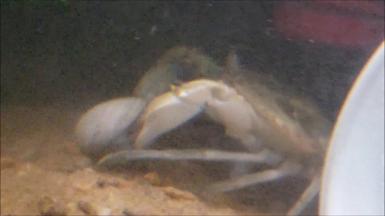 Blue Crab Eating Clam [Side View] - YouTube