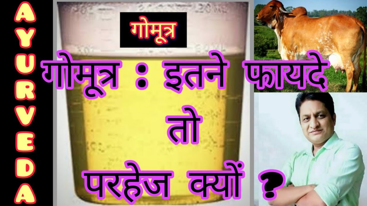Gomutra peene ke fayde || Gomutra kin bimariyon mein fayda karta hai ...