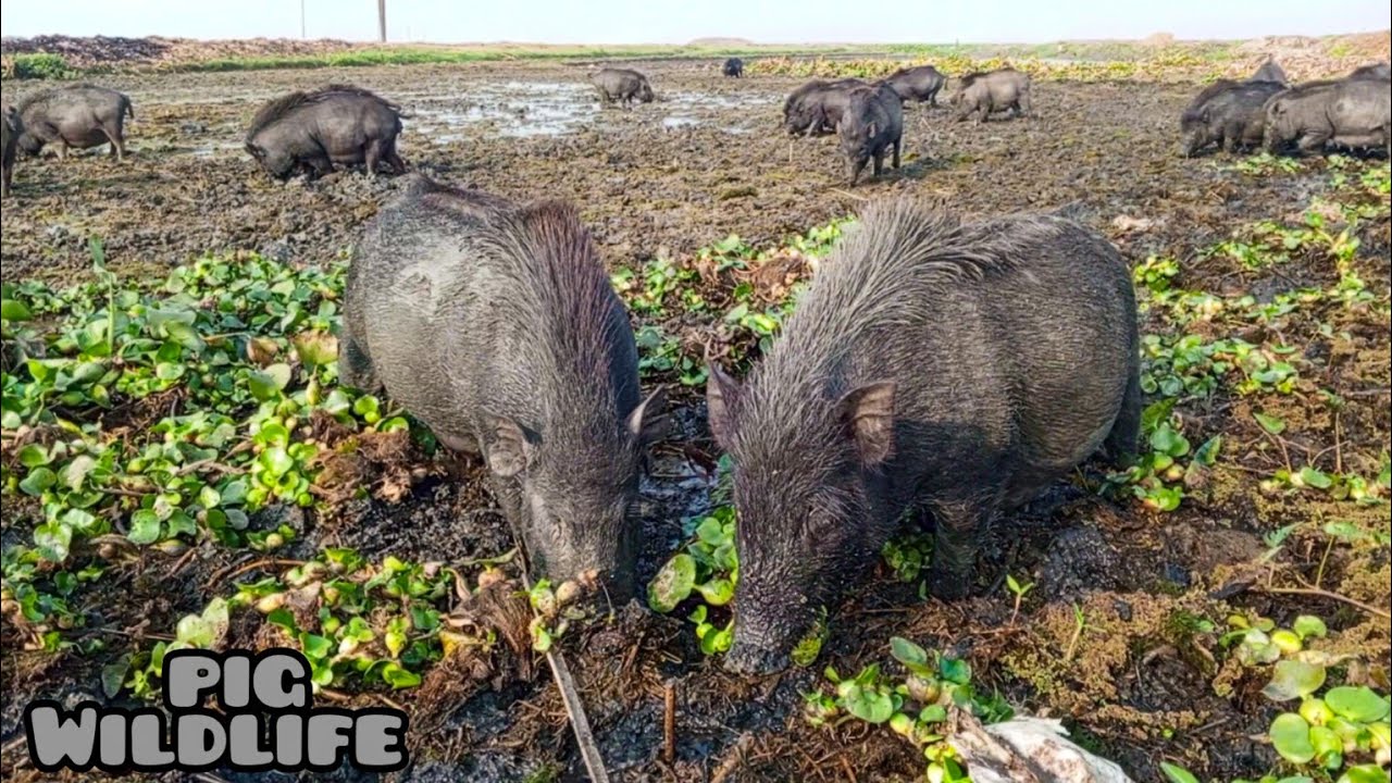 amazing pig grazing in kedo mud - YouTube
