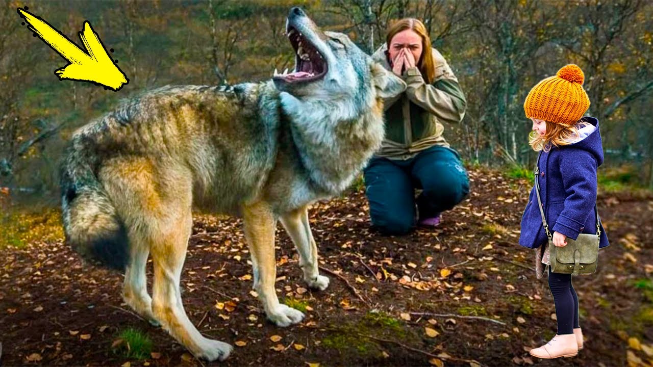 A woman with her daughter saved a she-wolf, and six months later an ...