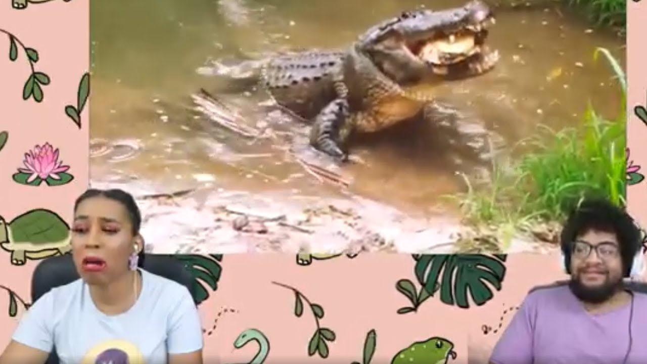 TierZoo: Are Crocodiles OP? ft. Chavezz - YouTube