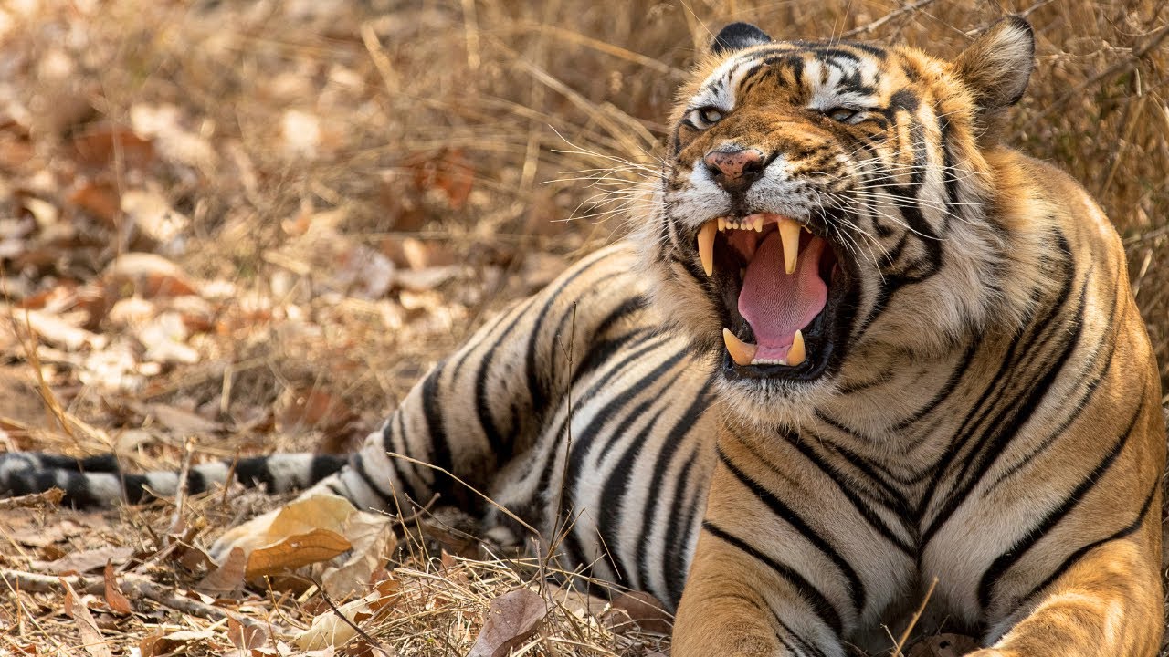 All Tiger Species And Diverse Faces of Their Power and Beauty - YouTube