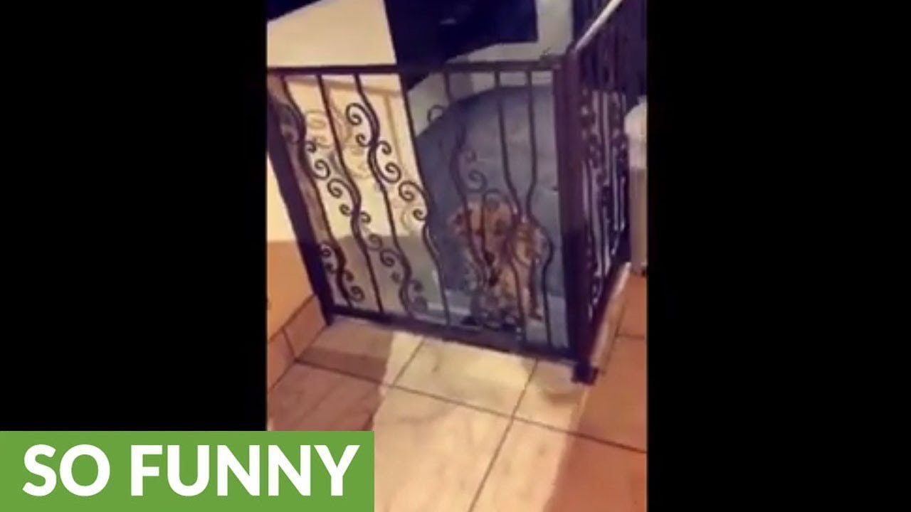 Clever dog learns to open gate with paws - YouTube