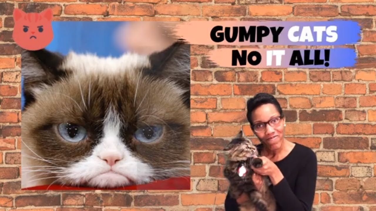 Grumpy Cat/ LEARN SIMPLE SIGN LANGUAGE/ Short Stories in Sign Language ...