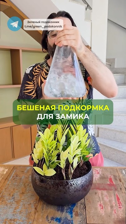 Бешеная подкормка для замика🌱 #цветы #растения #дача #сад #огород # ...