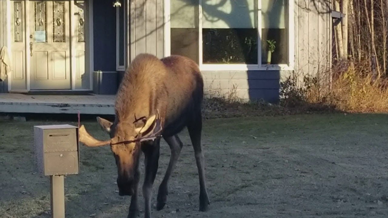 Moose Versus Prius || ViralHog - YouTube
