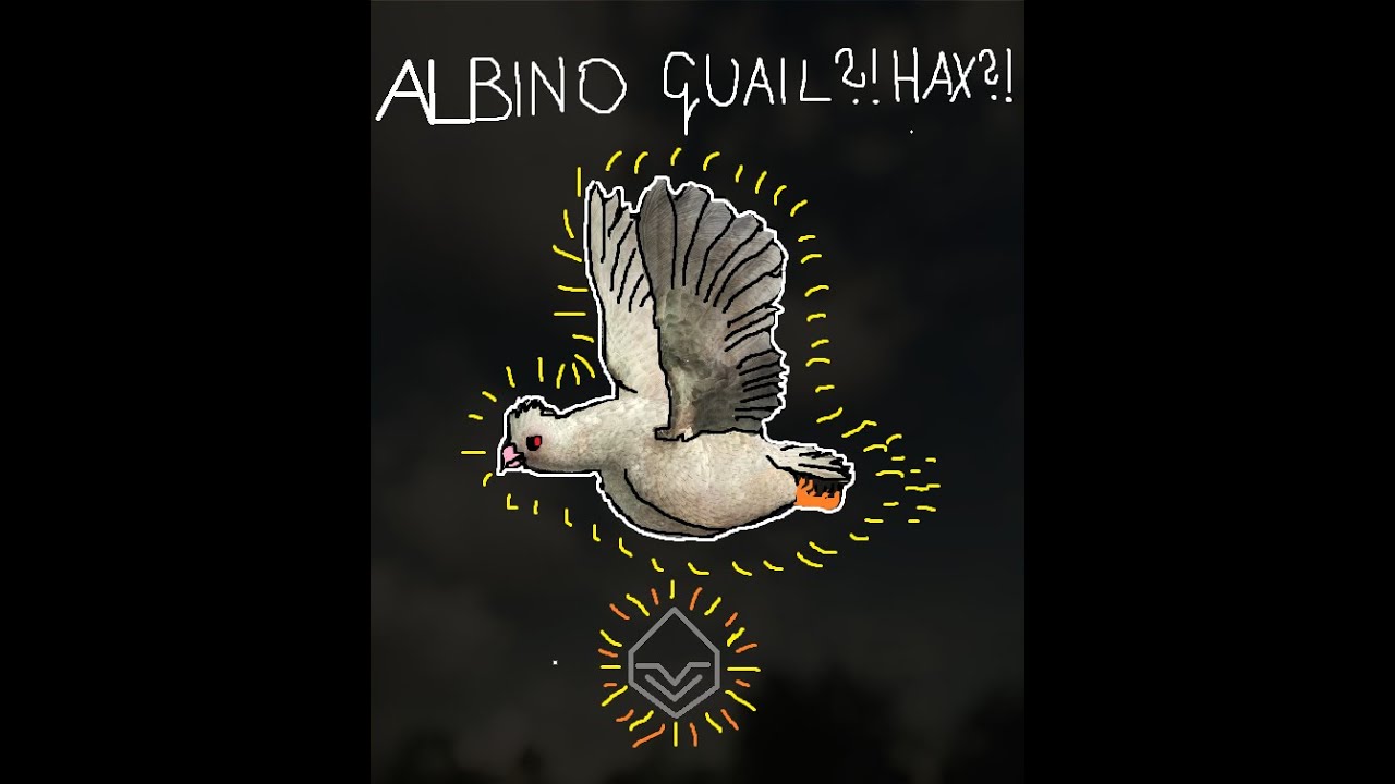 MALE ALBINO BOBWHITE QUAIL TheHunter:Call Of The Wild - YouTube