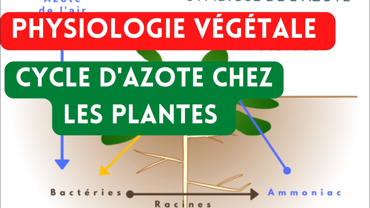 Physiologie végétale : Cycle d'azote pour les plantes #végétale#azote ...