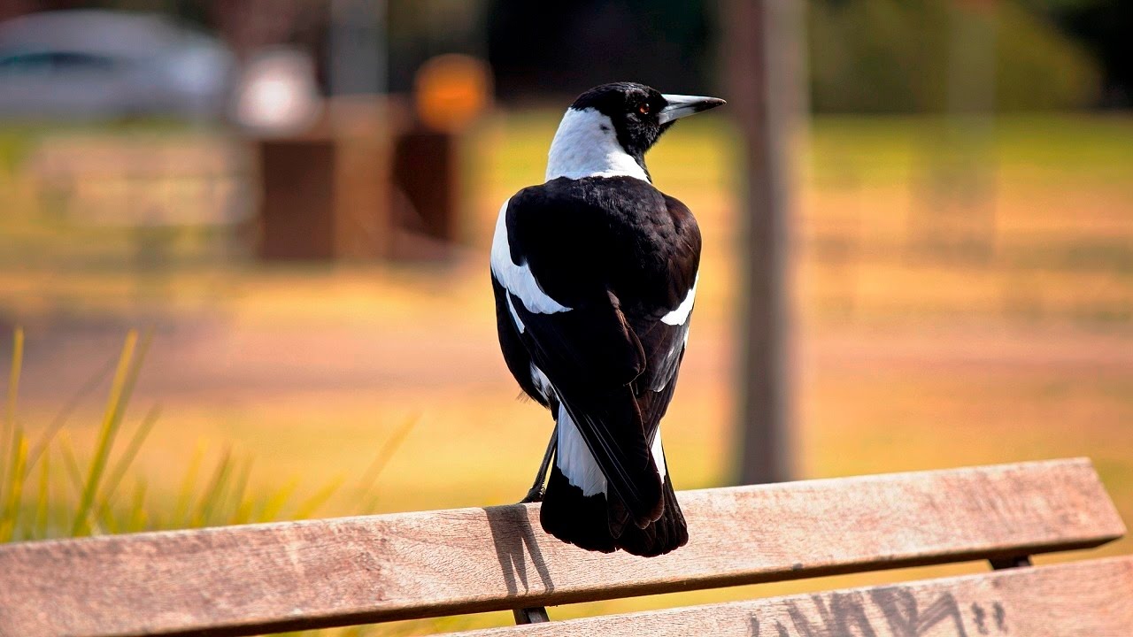 10 Beautiful Moment Of Australian Magpie | 2017 (HD) - YouTube