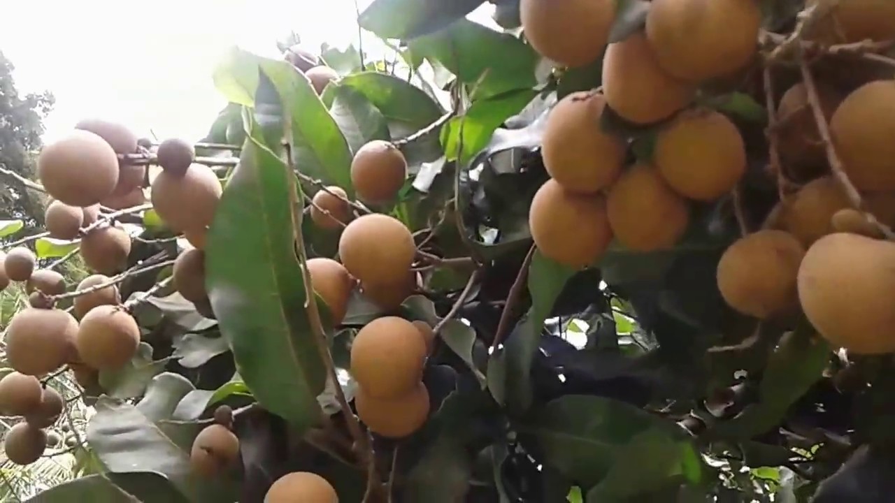 == L O N G O N A == FRUTA MARAVILHOSA DA NOSSA REGIAO !!!! - YouTube