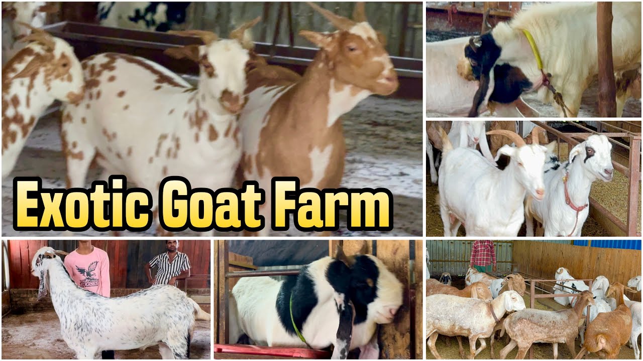 Full Tour of Exotic Goat Farm August 2024 - YouTube